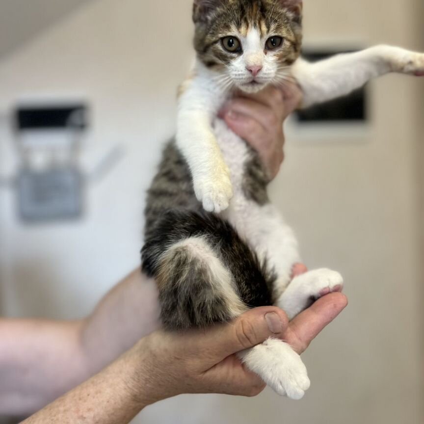 Алисонька 3 месяца супер ласкуша в дар