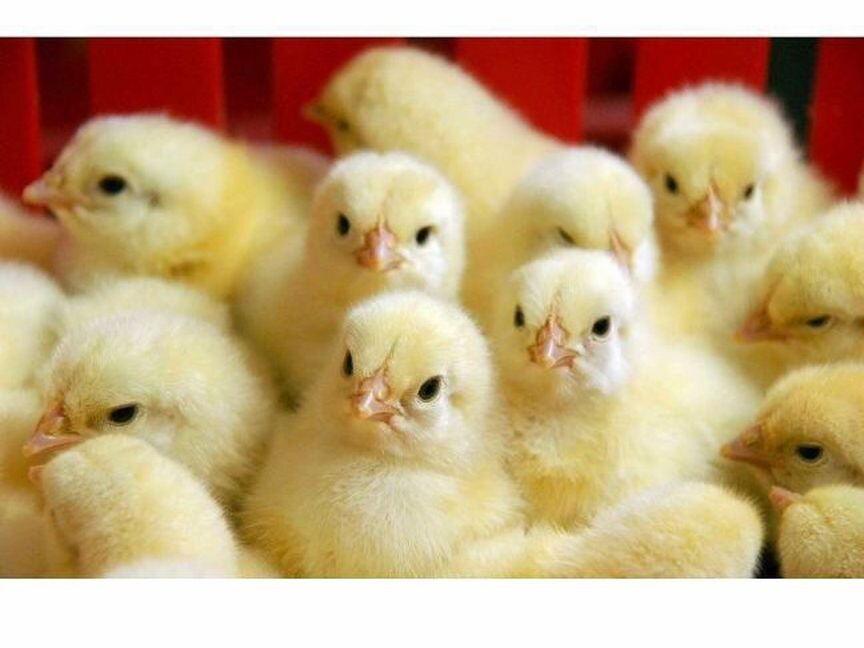 Цыплята суточные