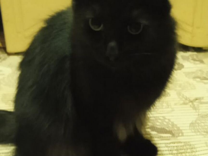 Кот