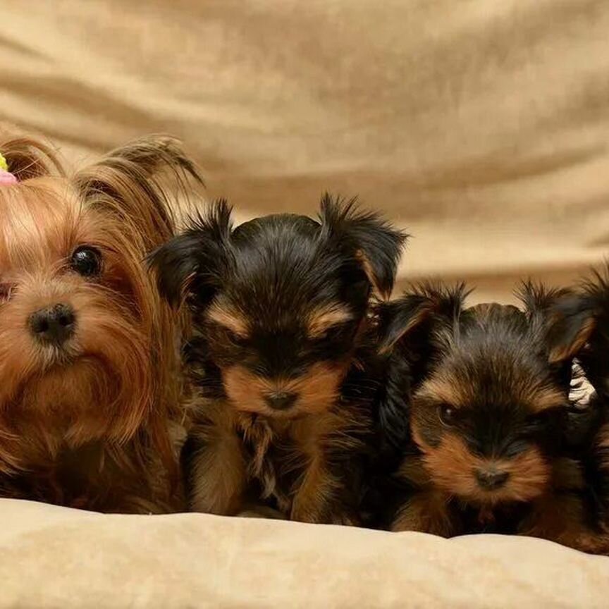 Йоркширский терьер девочка очень, очень маленькая