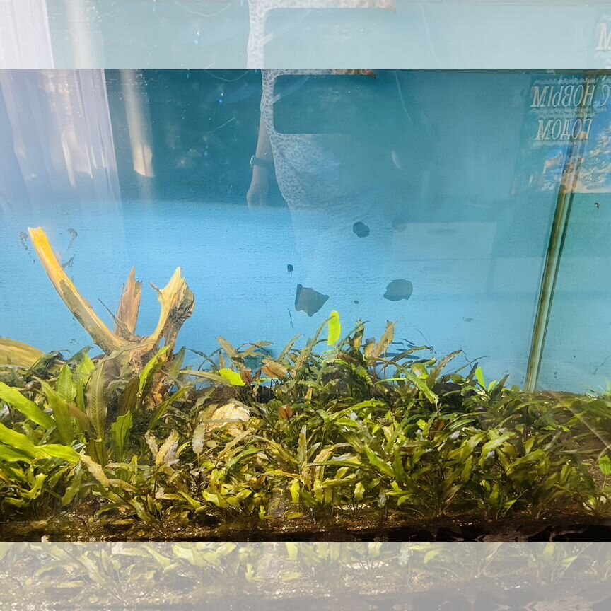 Аквариум с растениями и рыбками