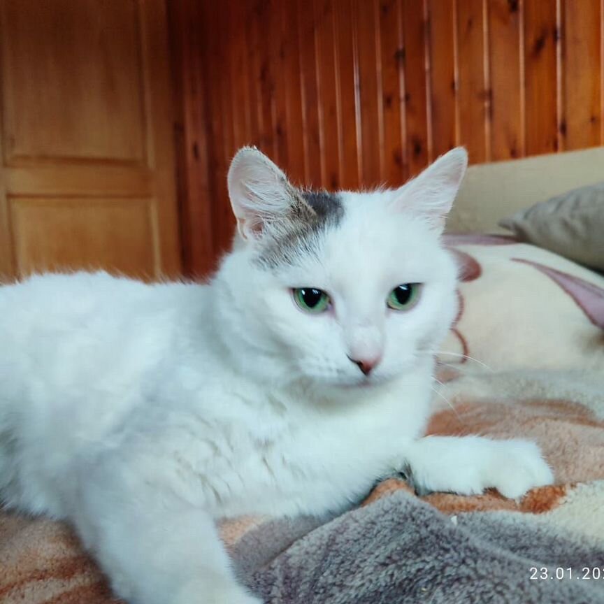 Белоснежная кошка в добрые руки