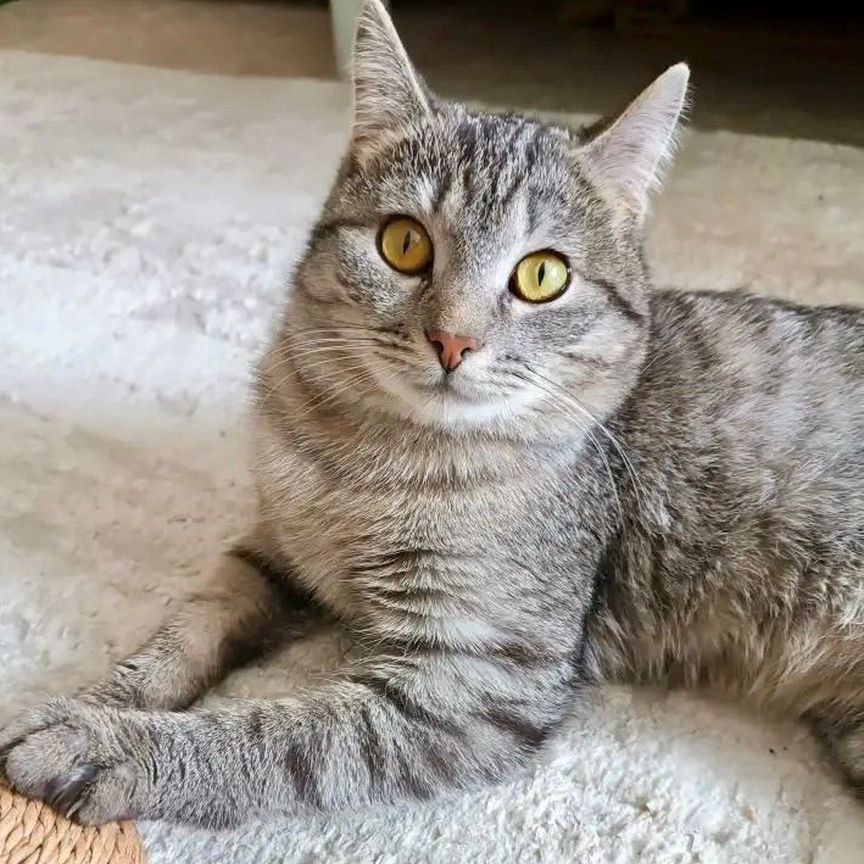 Британский короткошёрстный, взрослый кот