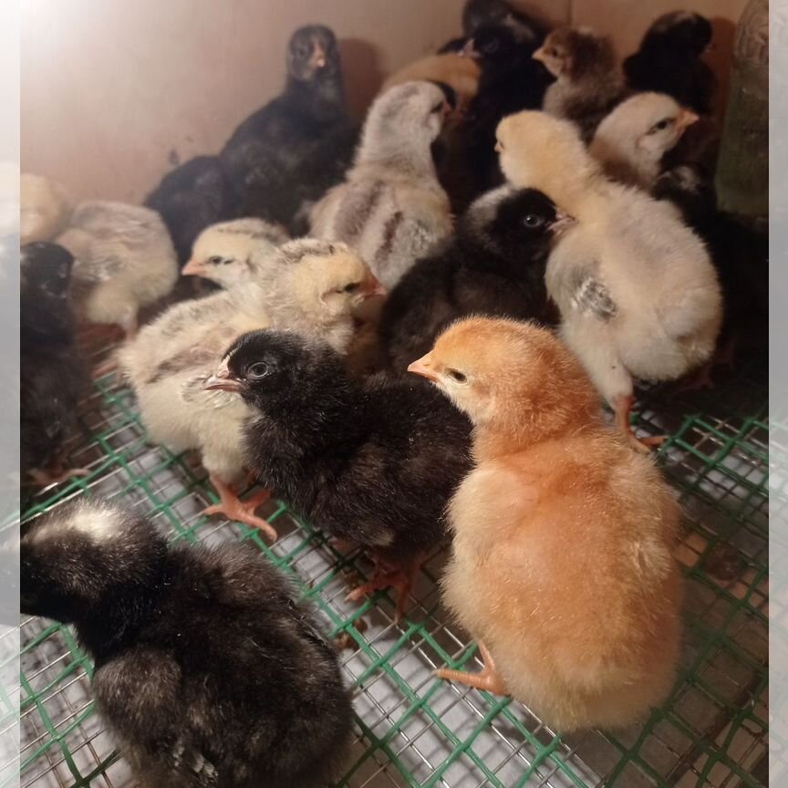 Цыплята цветной бройлер