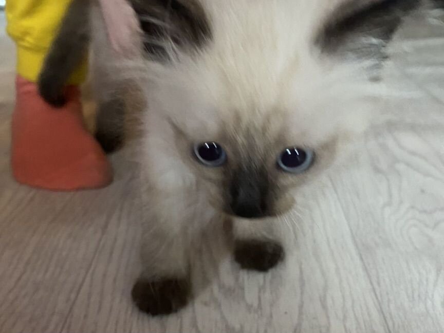 Котёнок 1,5 месяца кушает всё, клотку приучен