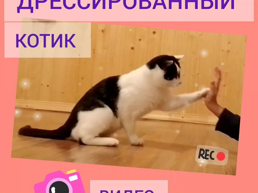 Дрессированный котик. Котенок Кошка кошечка