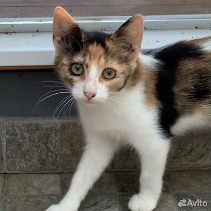 Трехцветная кошечка, яркая девочка