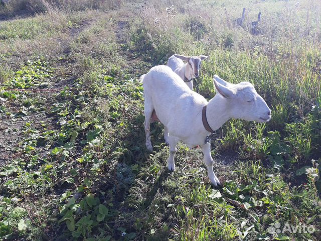 Коза заненка