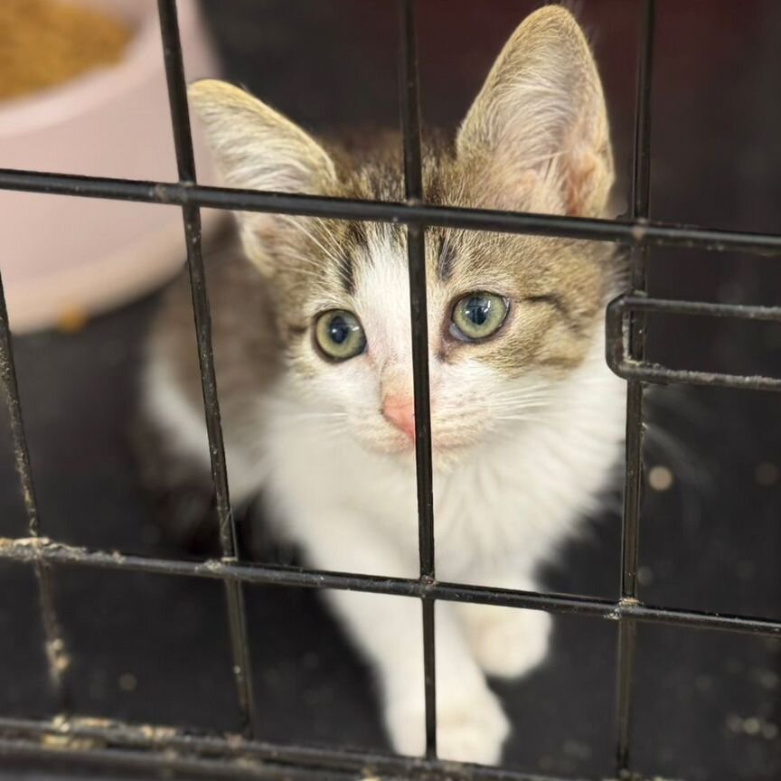 Котёнок Забава 2 месяца