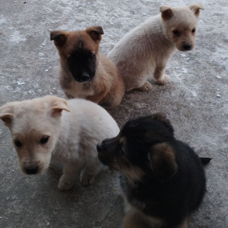 Щенок в добрые руки