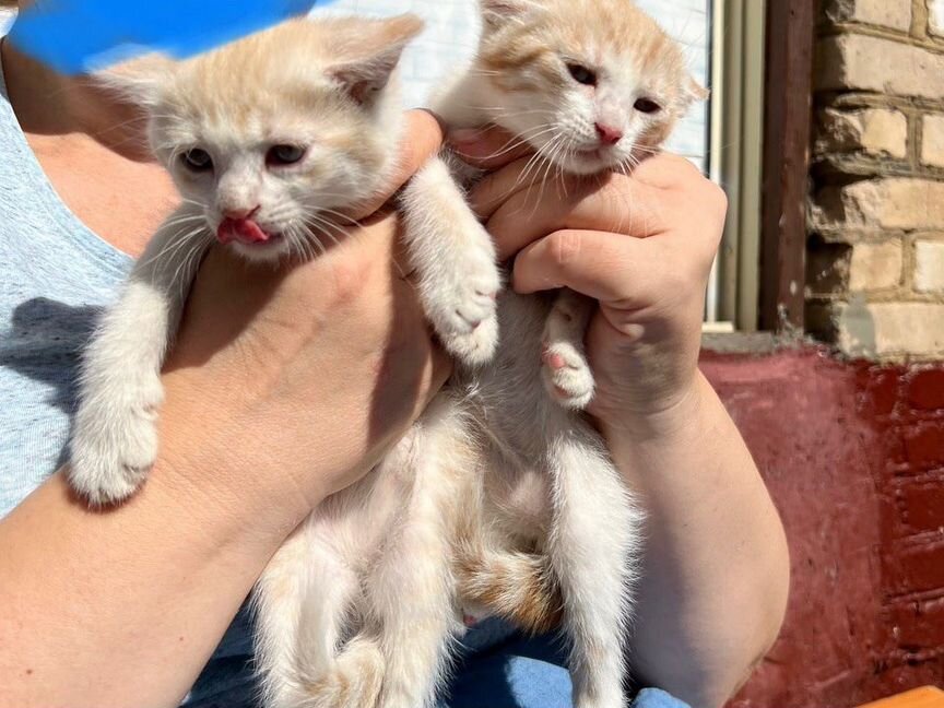 Рыжие котята мальчики