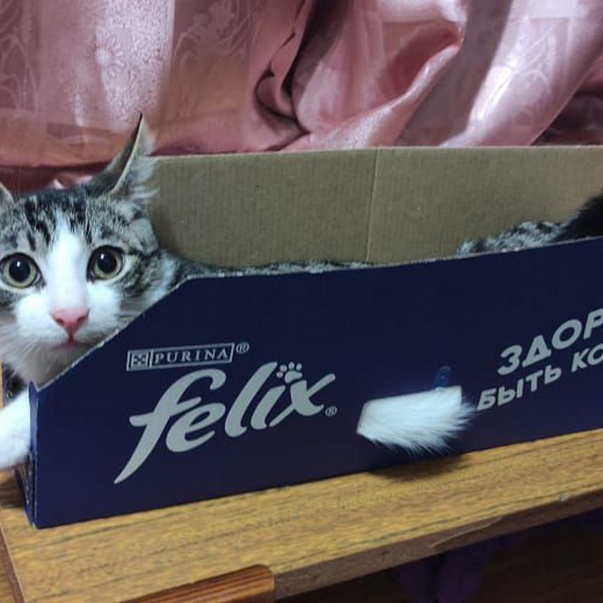 Отдам кота в добрые руки