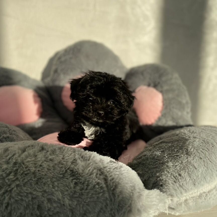 Мальтипу мини f1