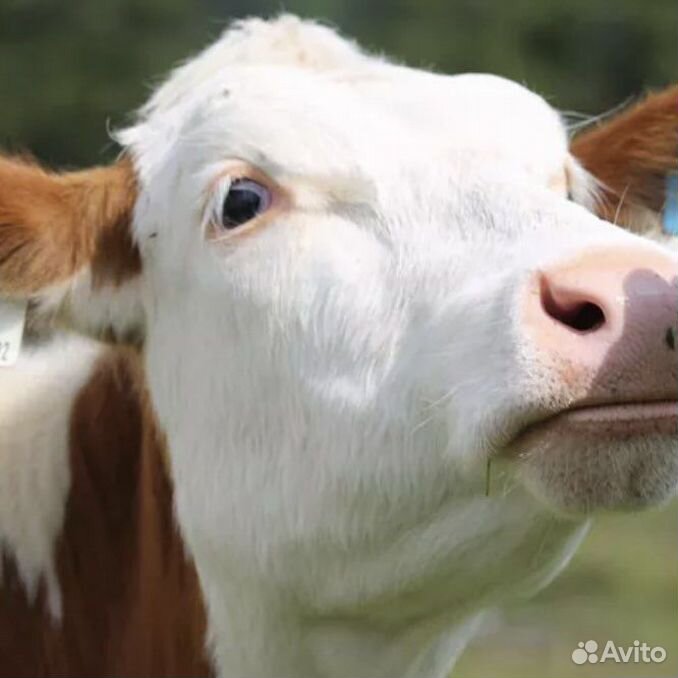 Коровы овцы