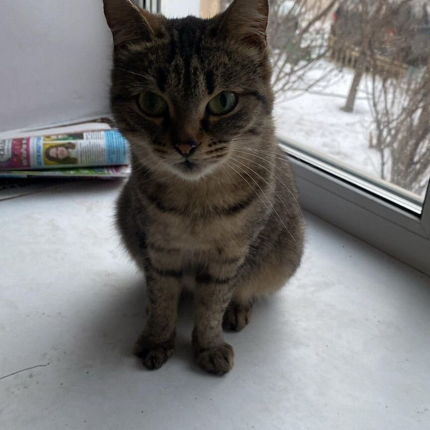 Ищем хозяев Юшкова 16б