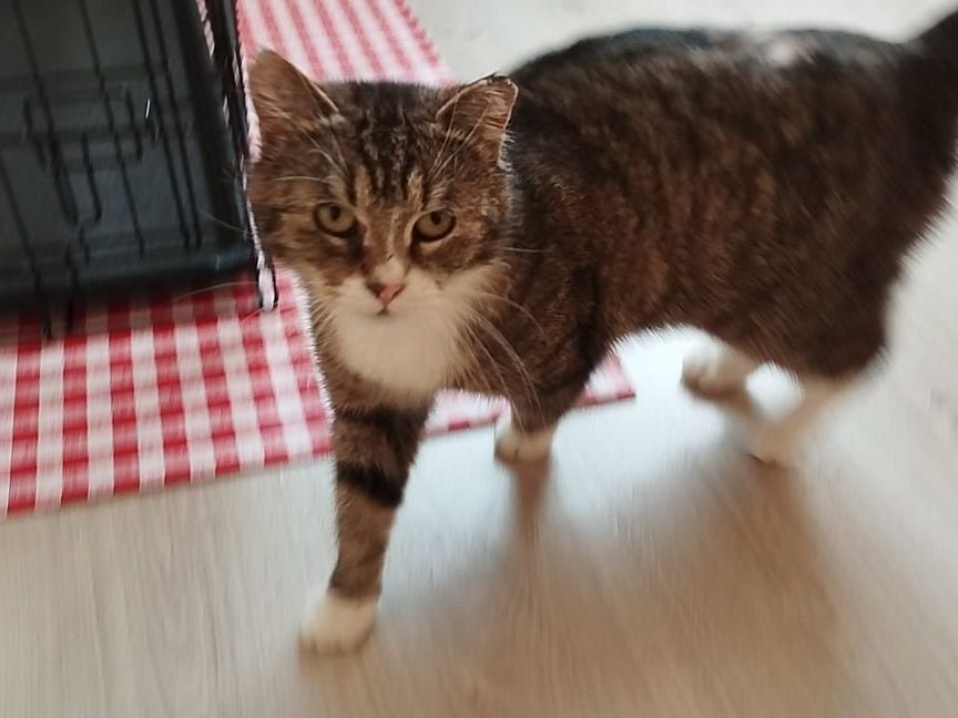 Добрейшая кошечка Маша (кошка, 1,5-2 года)
