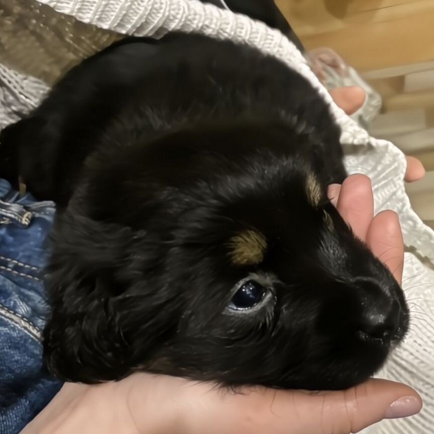 Щенок в добрые руки