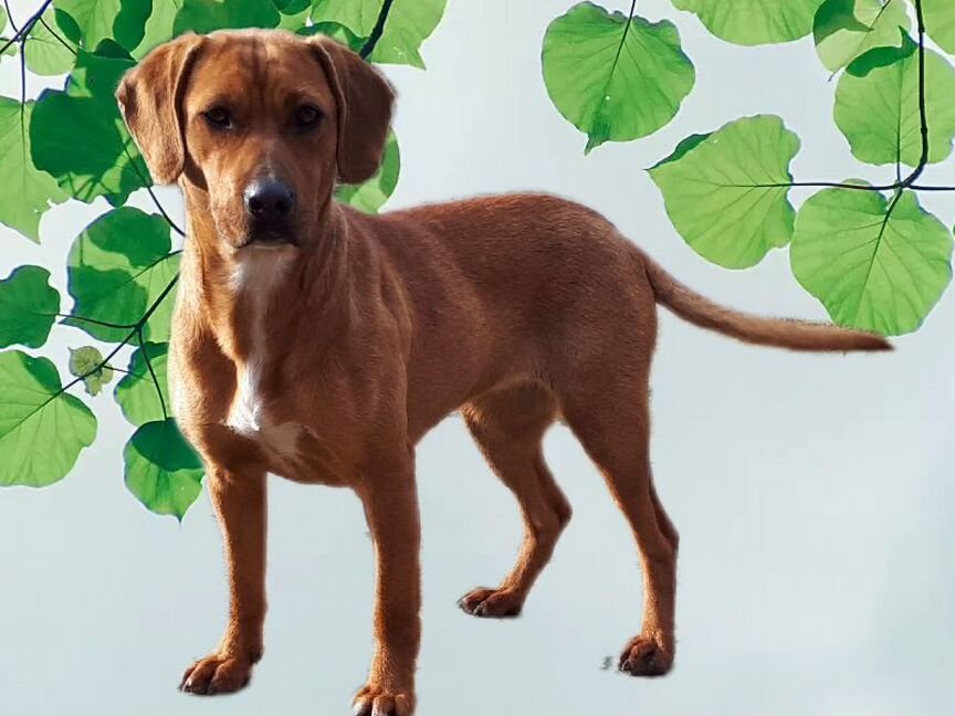 Девочка немецкого пинчера