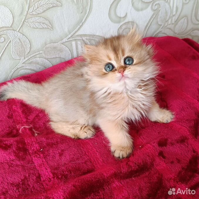 Мальчишечка, золотая шиншилла