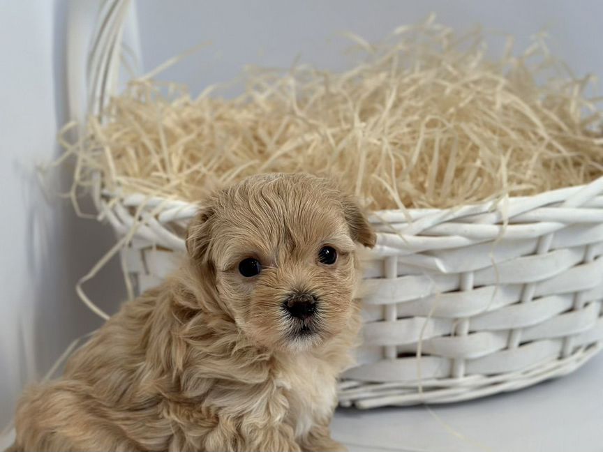 Мальтипу Ф1 мальчик мини