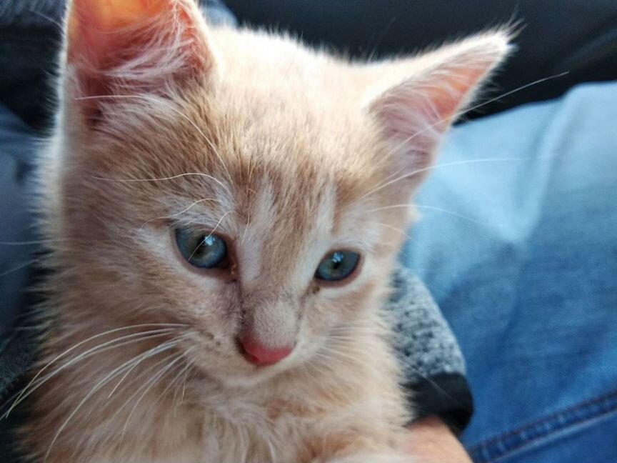 Котенок
