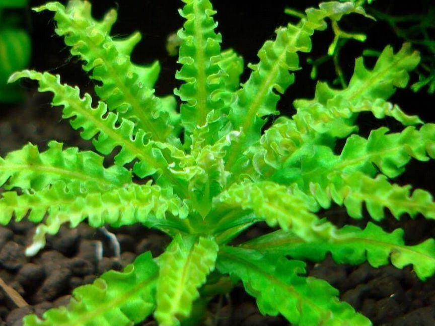 Погостемон Хелфера