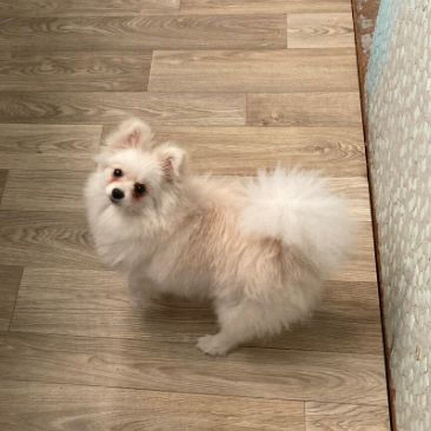 Собачка шпиц 1 год