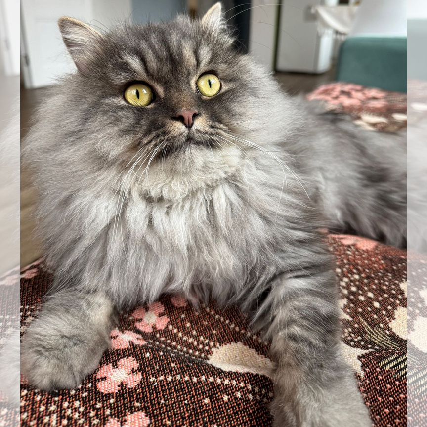 Сибирский кот, взрослый