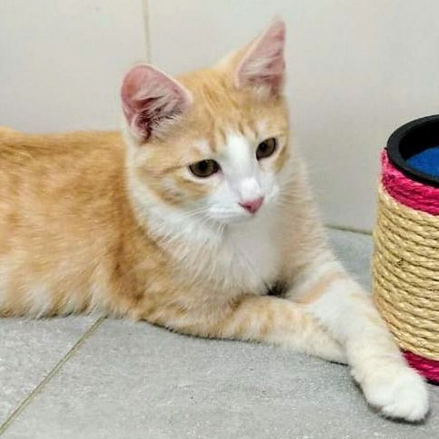 Солнечный котик, 7 месяцев. Кастрат