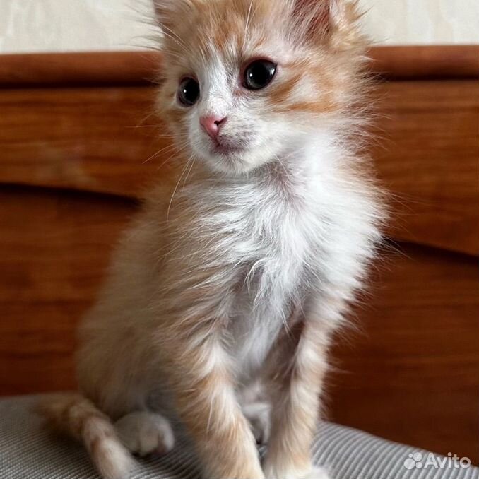Рыжий котёнок Лёва мальчик, 2 месяца