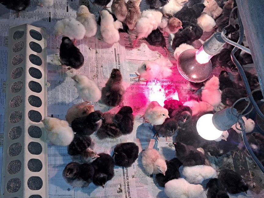 Цыплята несушки