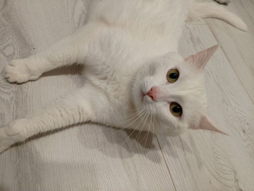 Кошка Снежа