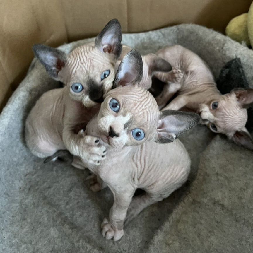 Канадский сфинкс котенок
