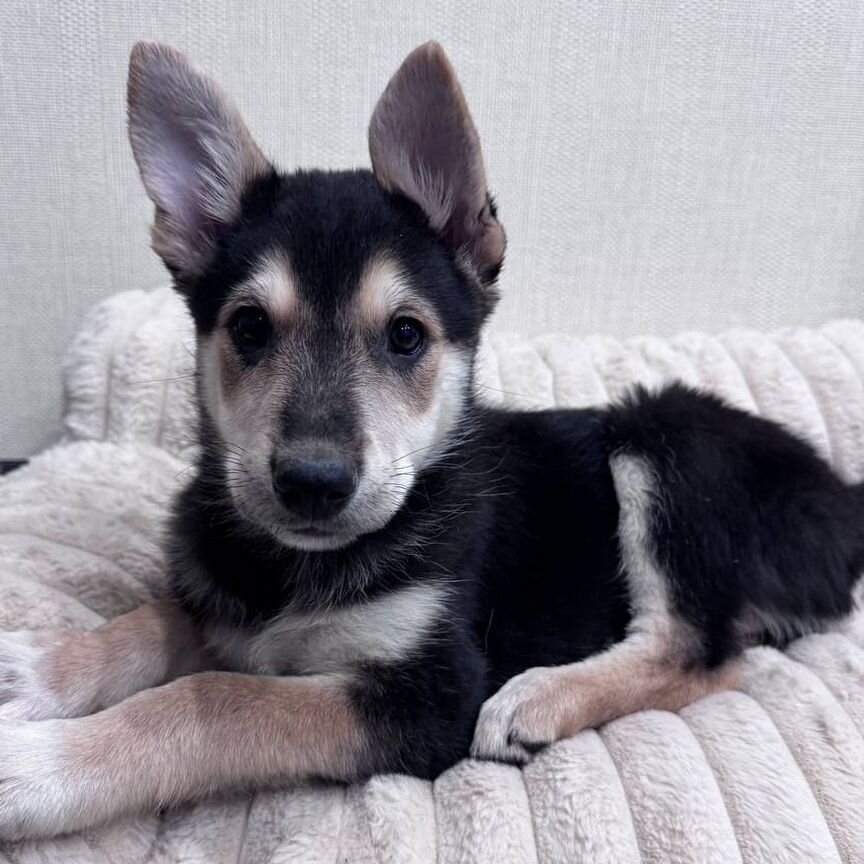 Щенок в добрые руки