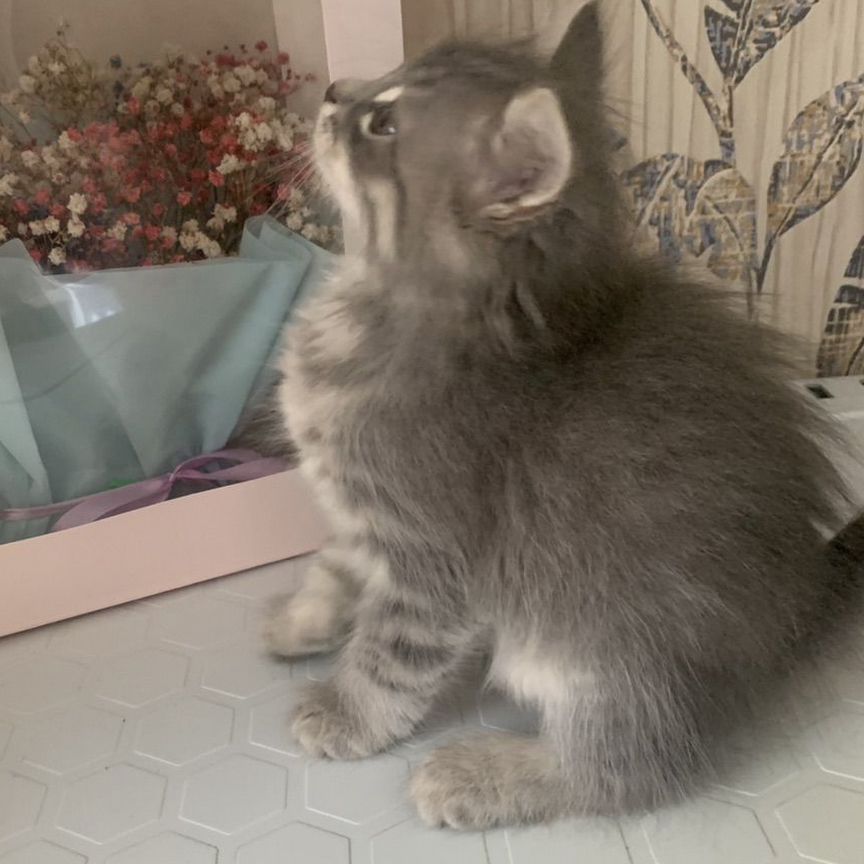 Британские котята
