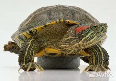 Две черепахи с аквариумом