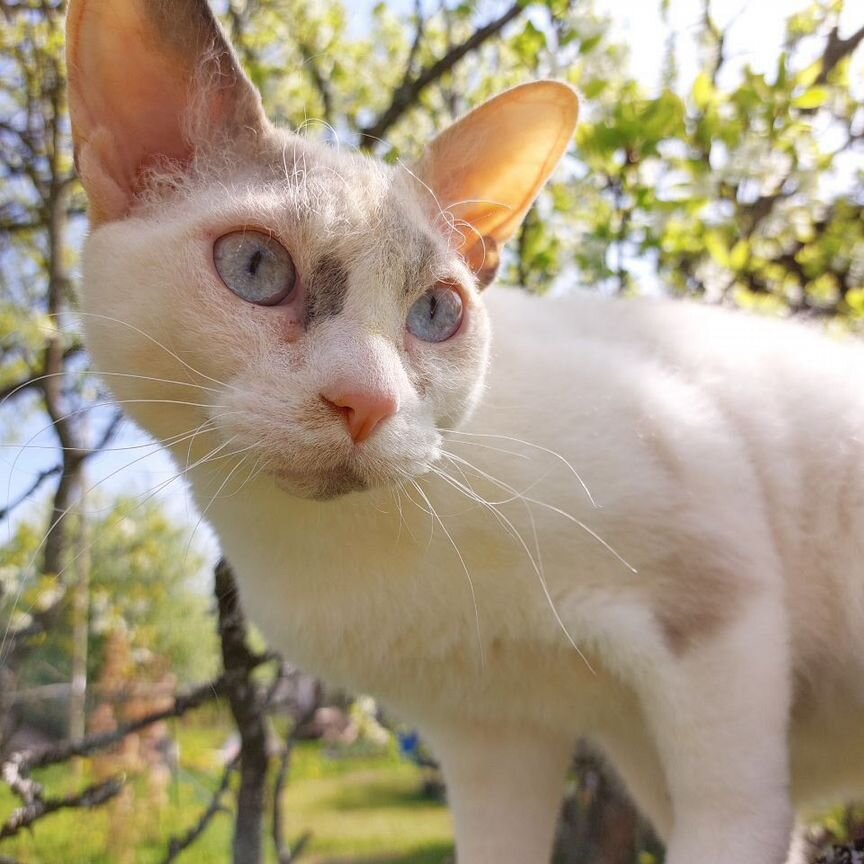 Отдам кошку сфинкс(браш)