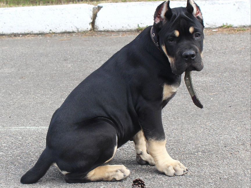 Кане корсо. Окрас не стандартный