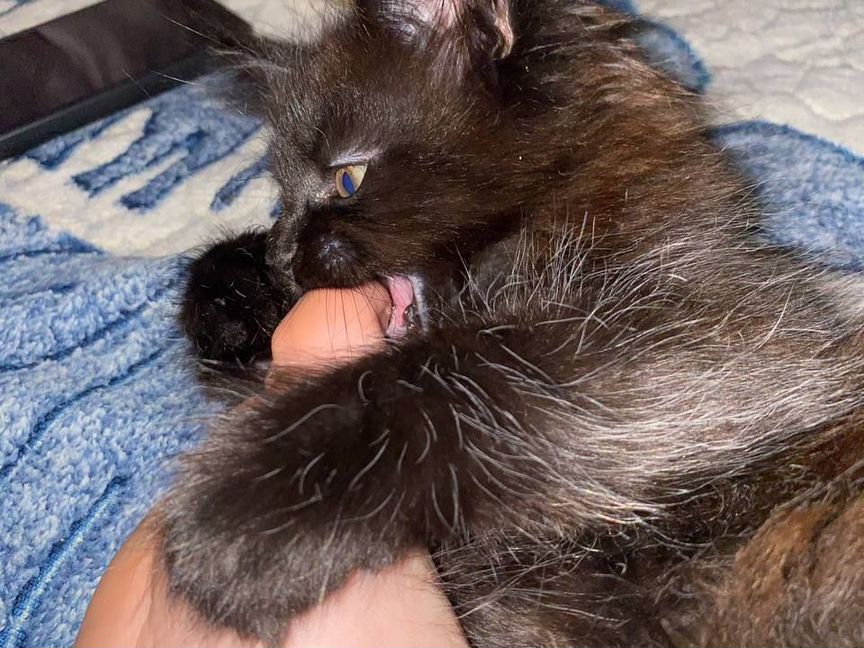 Котенок Мейн-Кун
