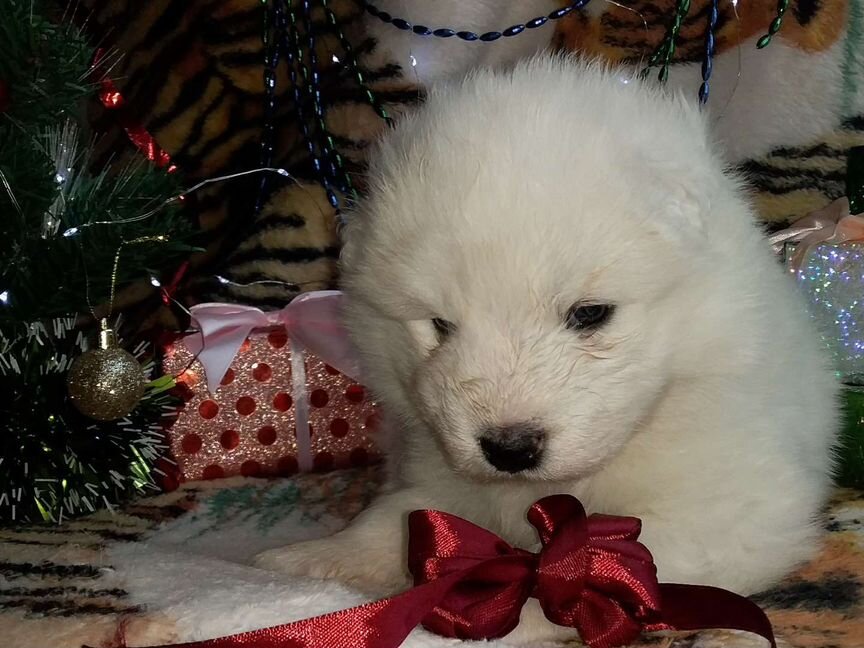 Щенок самоеда девочка