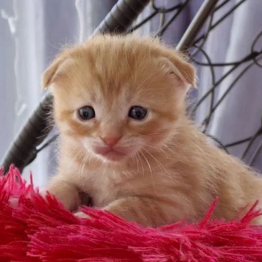 Шотландский вислоухий короткошёрстный котёнок