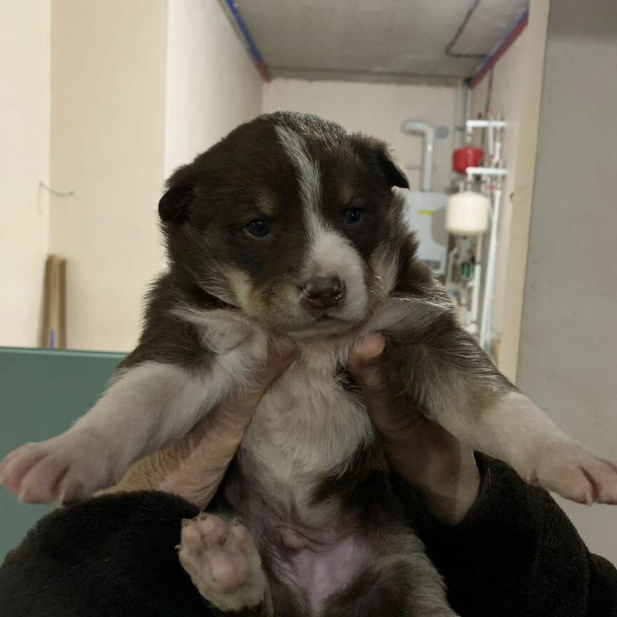 Щенки мальчишки шоколад голубые глаза