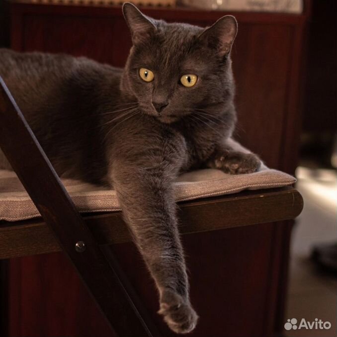 Ищет семью пушистый аристократ Модник