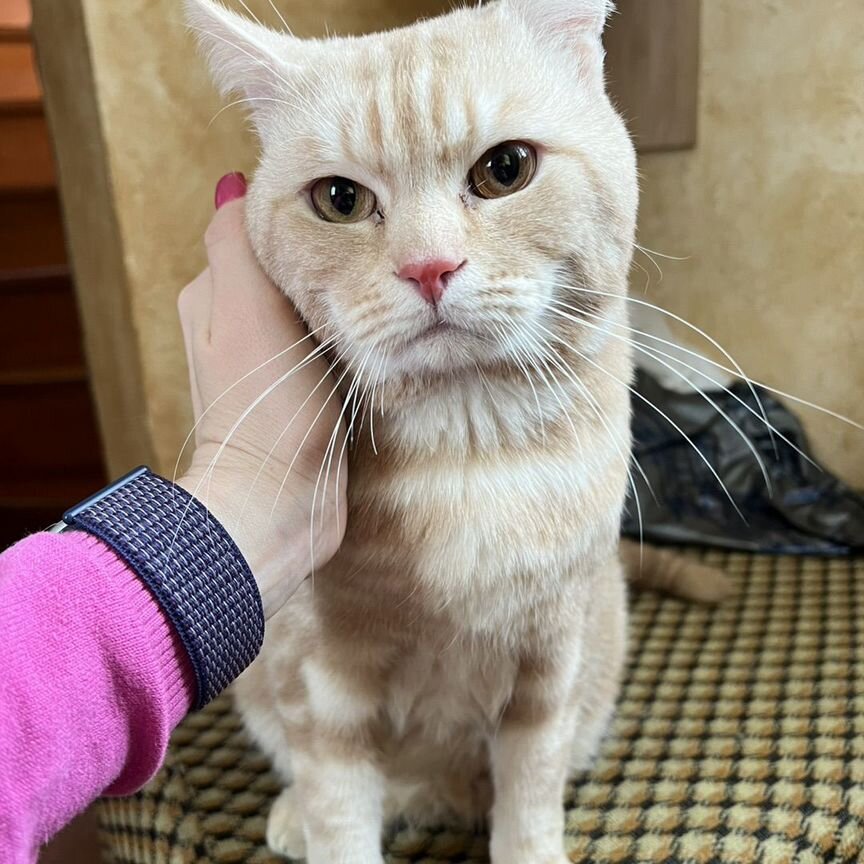 Найден кот