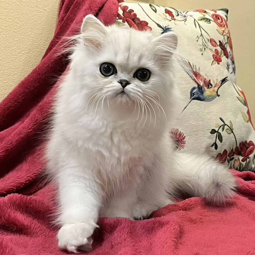 Персидский котёнок