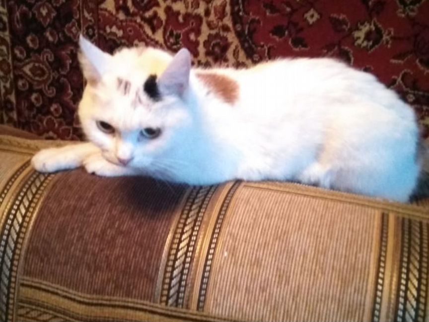 Кошки-сироты трёхцветные в добрые руки