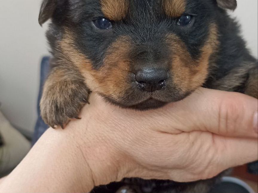 Щенки ротвейлера бесплатно