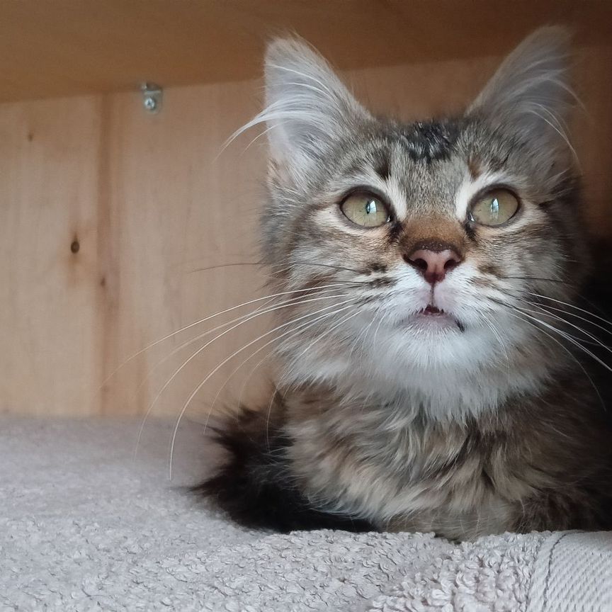 Котенок ждет мам и пап