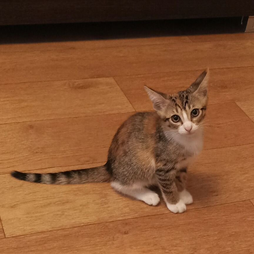 Котята в добрые руки Девочка Трёхцветная