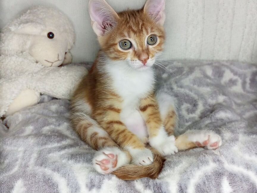 Котенок Ляля ищет дом